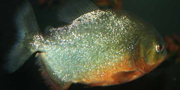 Una adolescente pesca piraña en Houston; es la primera en 30 años ...